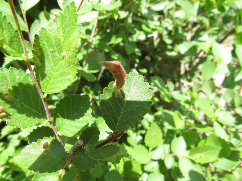 May Garden Notes – Memories of a Midwestern Family