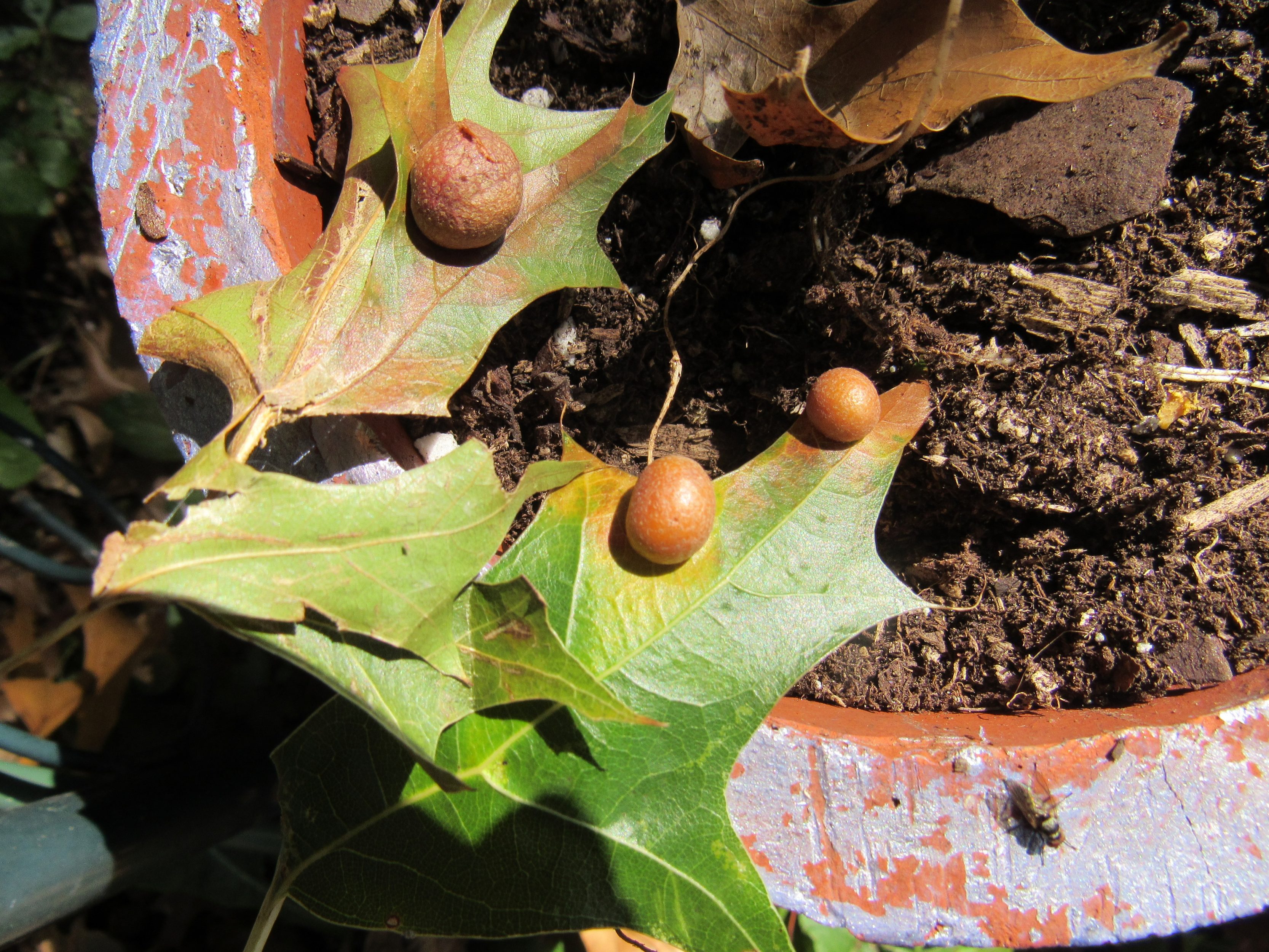 Fall Arriving – Memories of a Midwestern Family