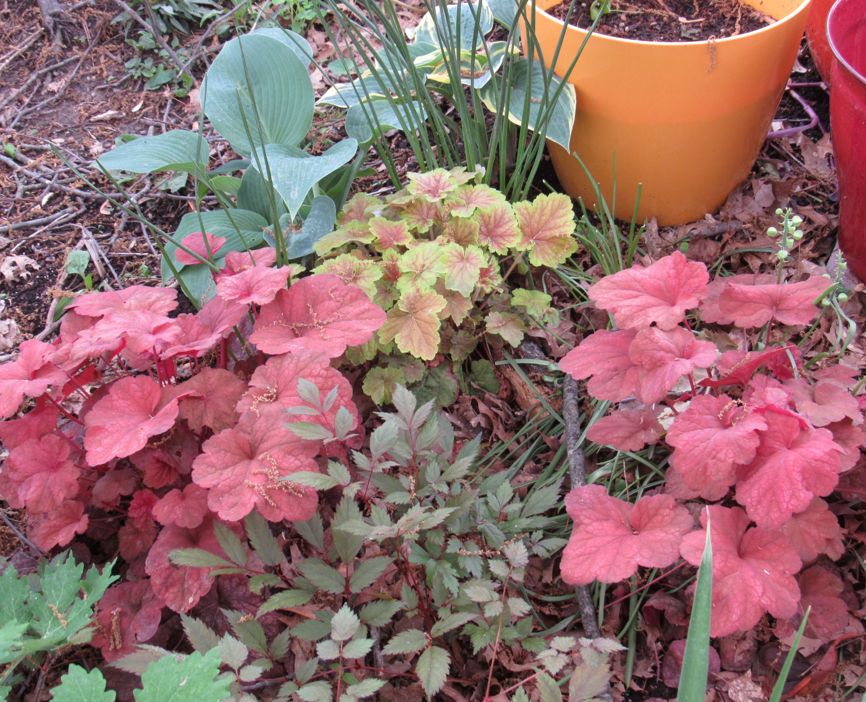 Colorful Heucheras – Memories of a Midwestern Family