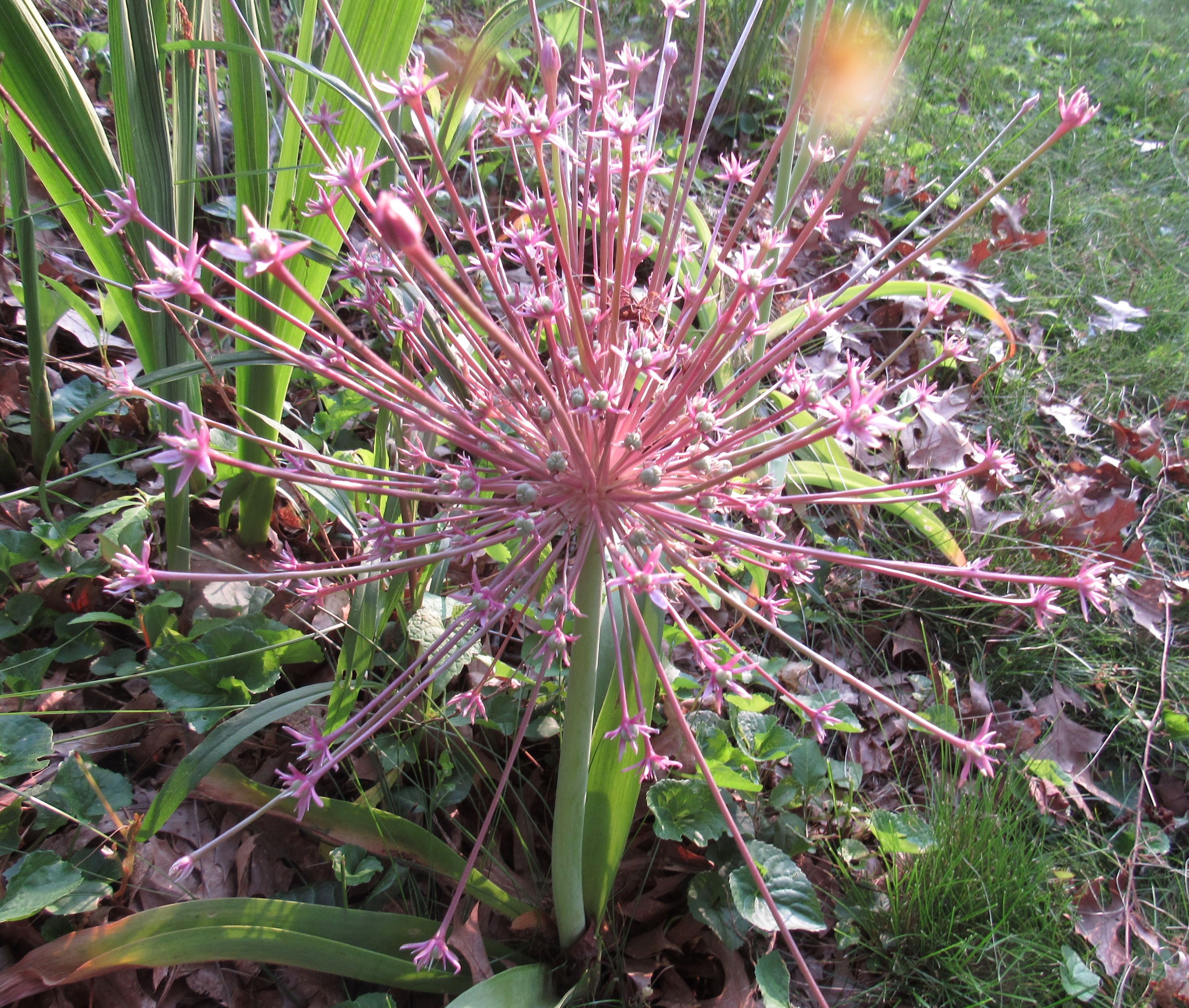Allium Schubertii 2023 – Memories of a Midwestern Family