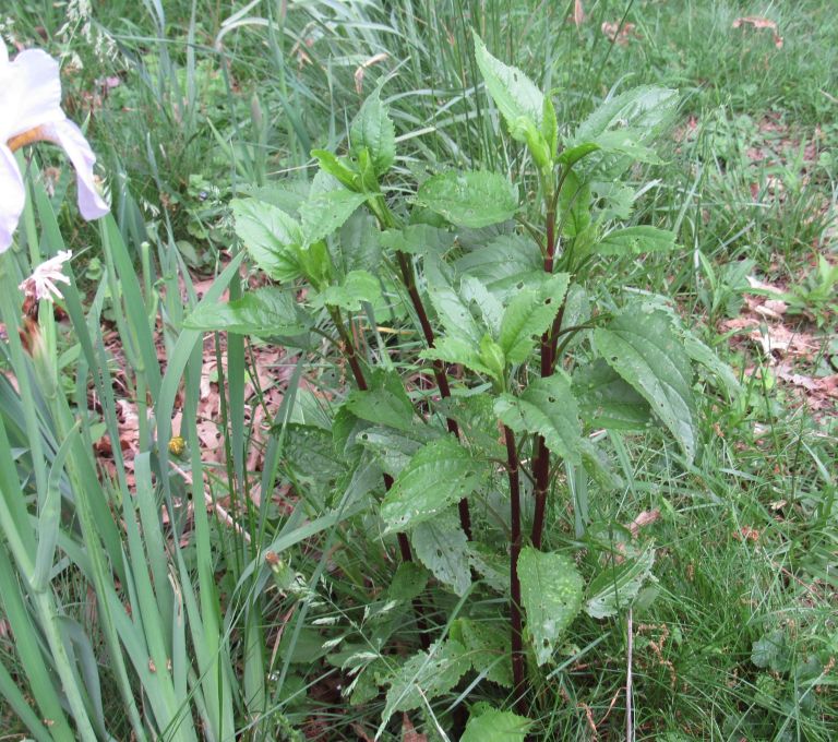 Memories of a Midwestern Family – Photos, Stories, Documents